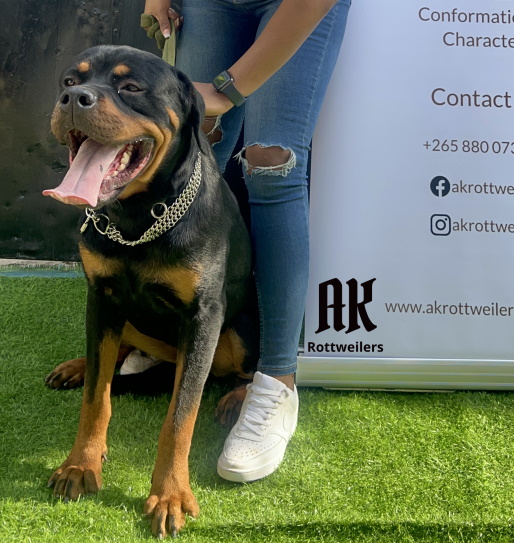 AK Rottweiler Armani | AK Rottweilers
